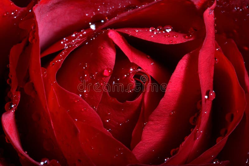 Dark red rose stock photo. Image of open, center, affection - 4335676