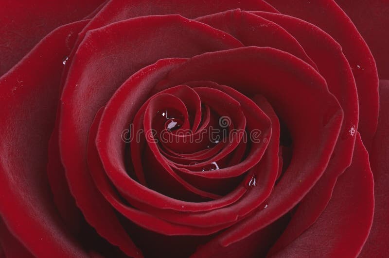 Dark red rose stock photo. Image of gift, greeting, fully - 4832312