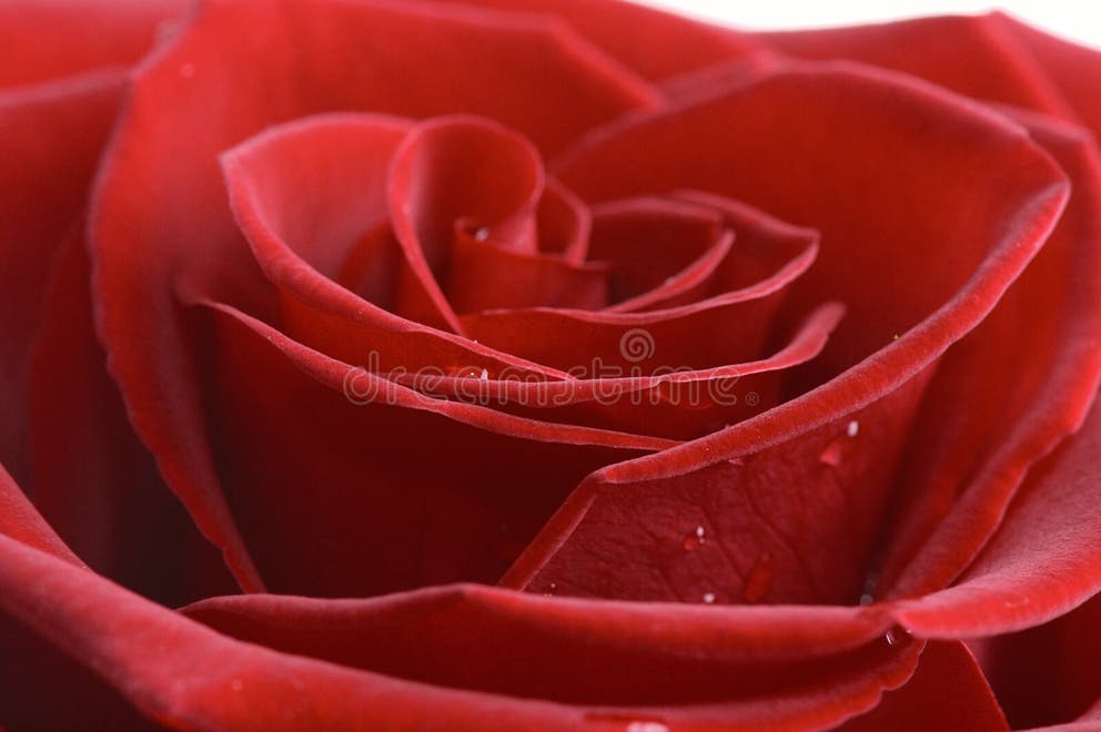 Dark red rose stock photo. Image of object, love, florist - 5495922