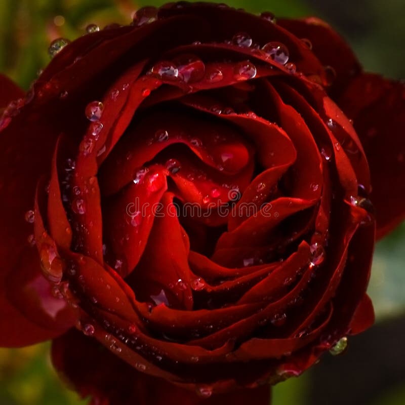Dark red rose stock image. Image of bloom, black, nature - 7288735