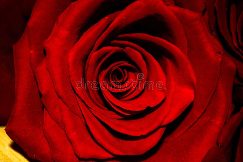 Vivid Red Rose Background Close Up. Single Red Rose. Flower. Background ...