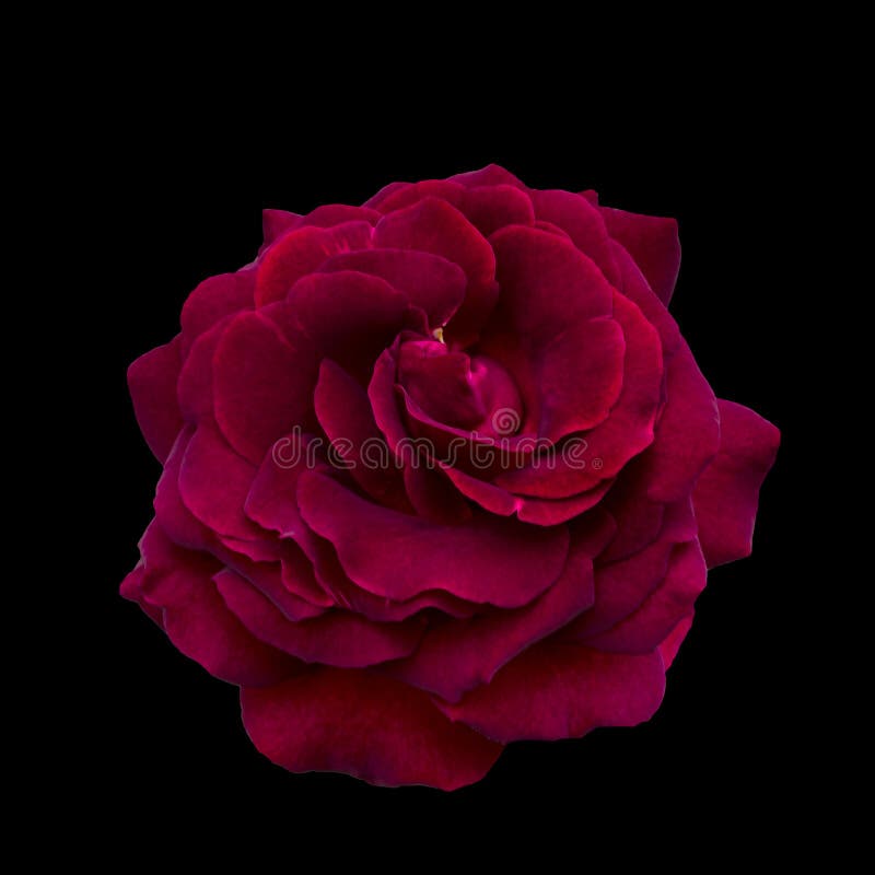 Dark Red Rose is on Black Background Stock Image - Image of single ...