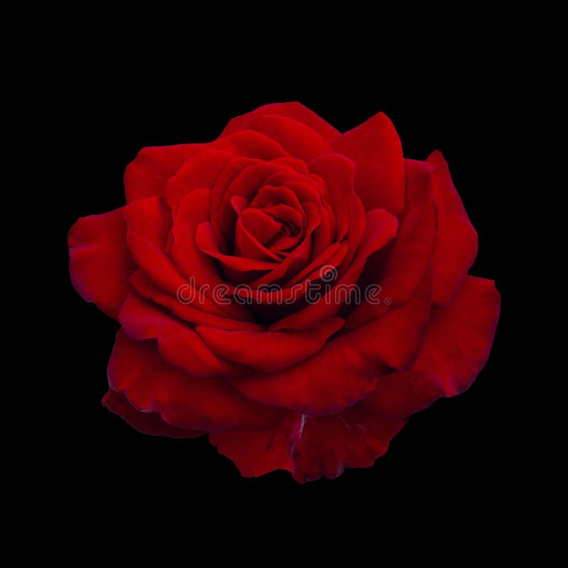 Dark Red Rose is on Black Background Stock Image - Image of isolated ...
