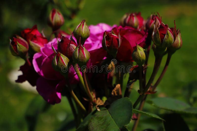 Dark Red Rose Blooms in Spring in the Park Stock Image - Image of petal ...
