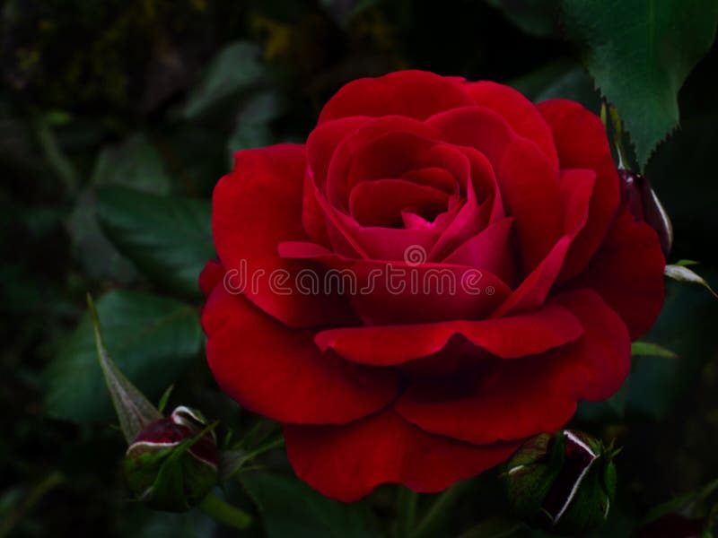 Dark Red Rose are Blossing in Garden Stock Image - Image of vibrant ...