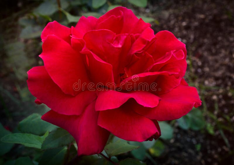 Dark Red Rose are Blossing in Garden Stock Photo - Image of bright ...