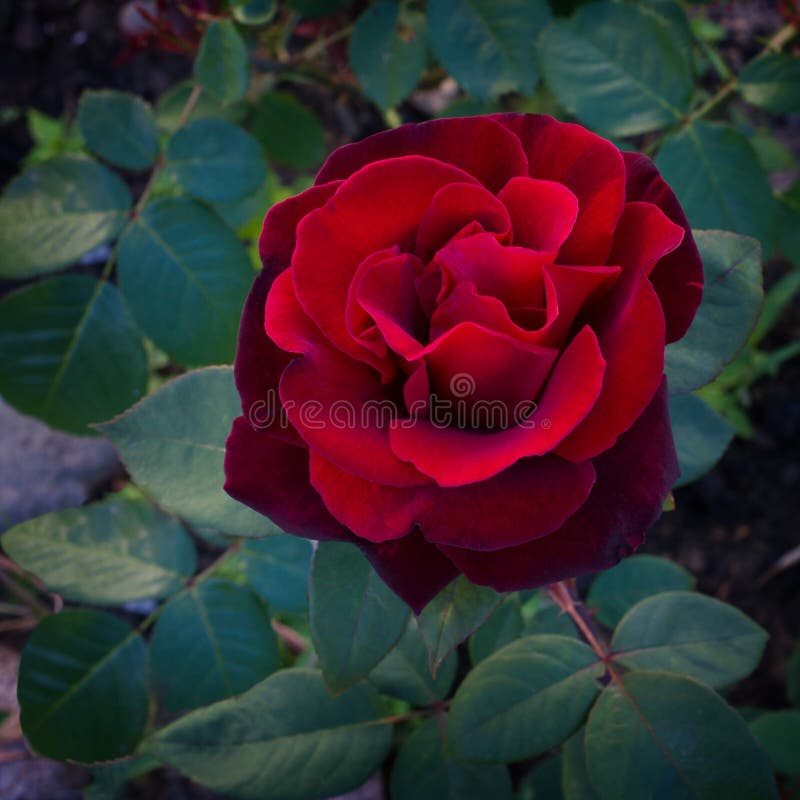Dark Red Rose are Blossing in Garden Stock Image - Image of petals ...