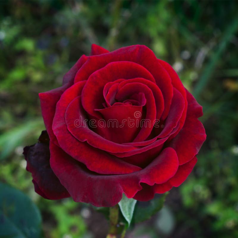 Dark Red Rose are Blossing in Garden Stock Photo - Image of rose ...