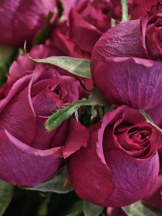 Dark Red Rose Bouquet Closeup Stock Image - Image of unfolding, bloom ...