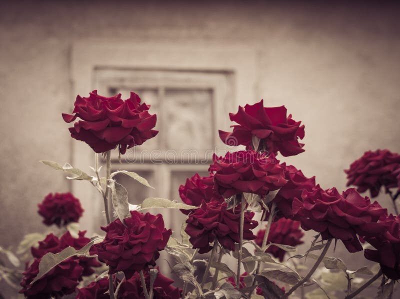 Dark Red Rose Bush with Vintage Window in the Background Stock Photo ...
