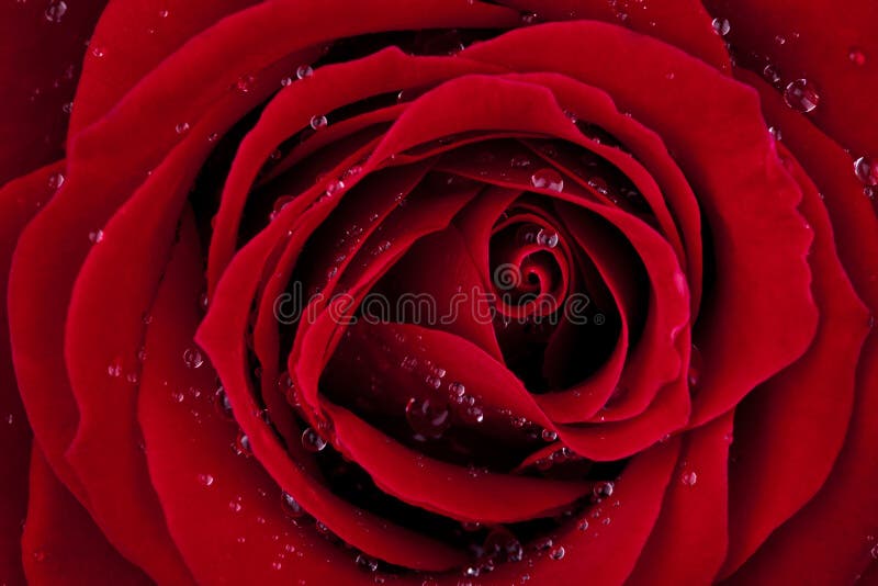 Dark Red Rose with Dew Drops Stock Image - Image of garden, soft: 16283773