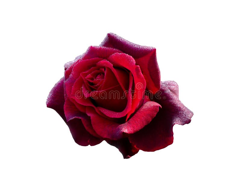 Dark Red Rose with Dew Drops is on White Background Stock Image - Image ...