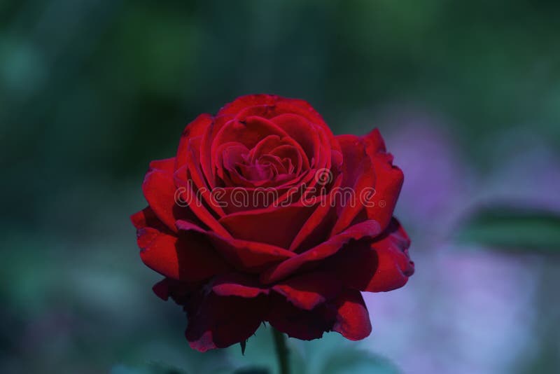Dark Red rose stock photo. Image of backdrop, floral - 216235336