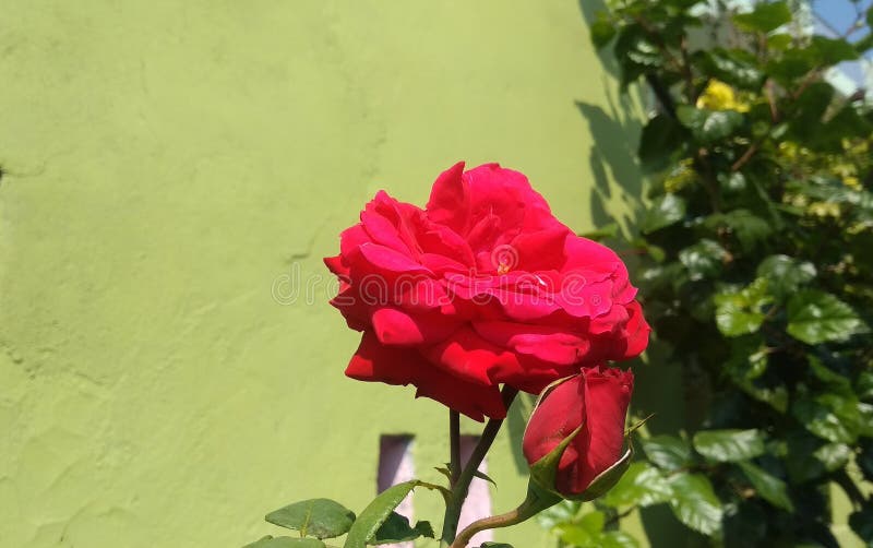 Dark Red Rose Flower with Bud Stock Image - Image of background, puffed ...