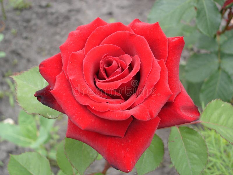 Dark-red rose flower stock image. Image of rose, burgundy - 73006049