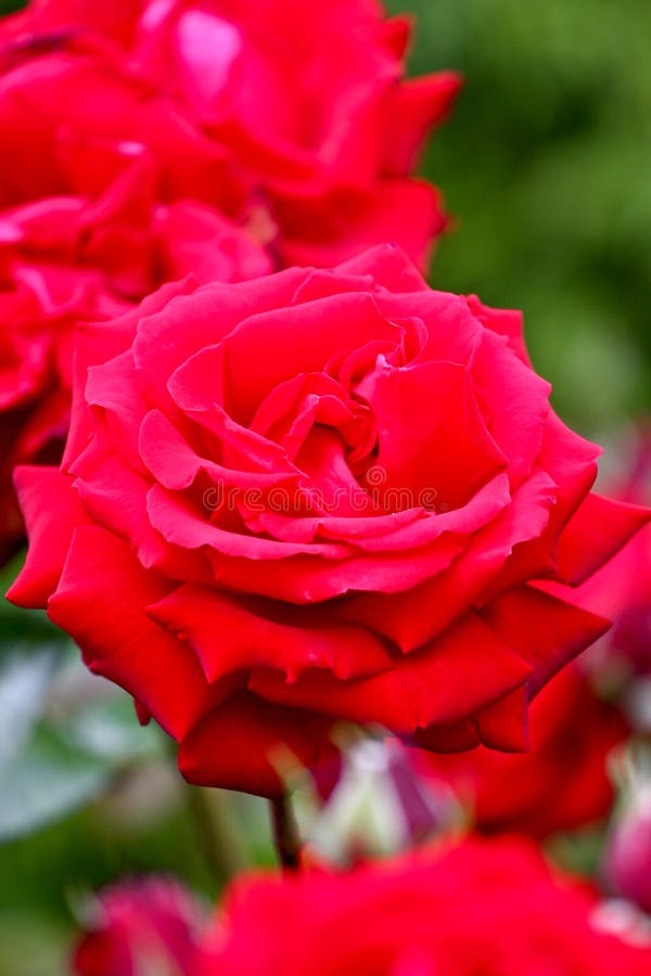 Dark red rose flower stock photo. Image of flower, beauty - 106841488
