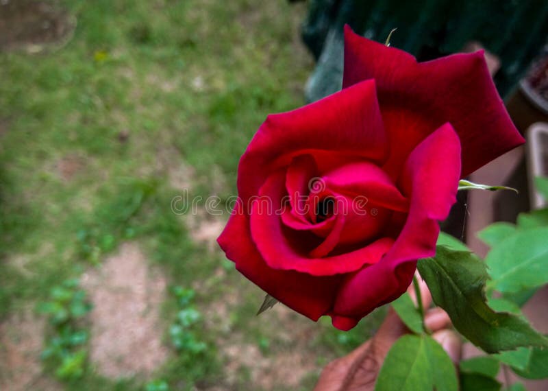 Dark Red Rose Flower in My Garden Stock Photo - Image of leaf, bouquet ...