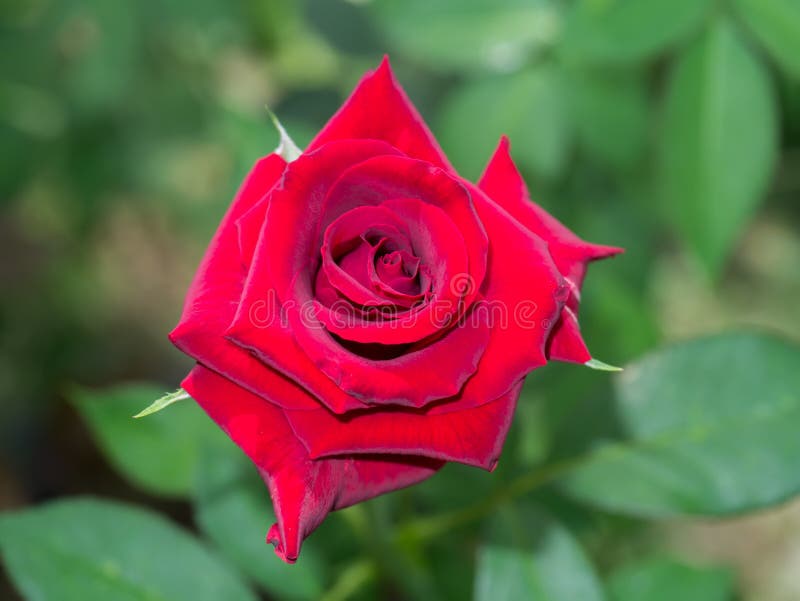 Dark red rose flower stock image. Image of flora, flowers - 284474215