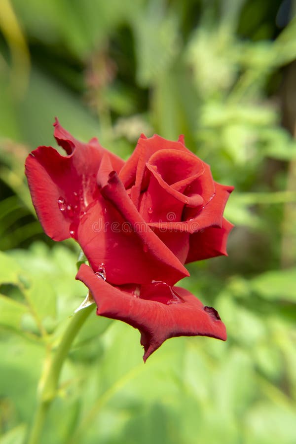 Dark red rose flower stock image. Image of natural, roses - 285053221