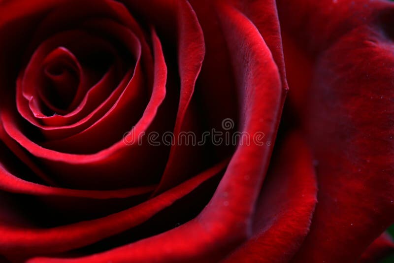 A Dark Red Rose in Full Bloom Close-up Stock Photo - Image of center ...