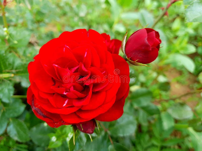 Dark red rose in garden stock photo. Image of folks - 232112272
