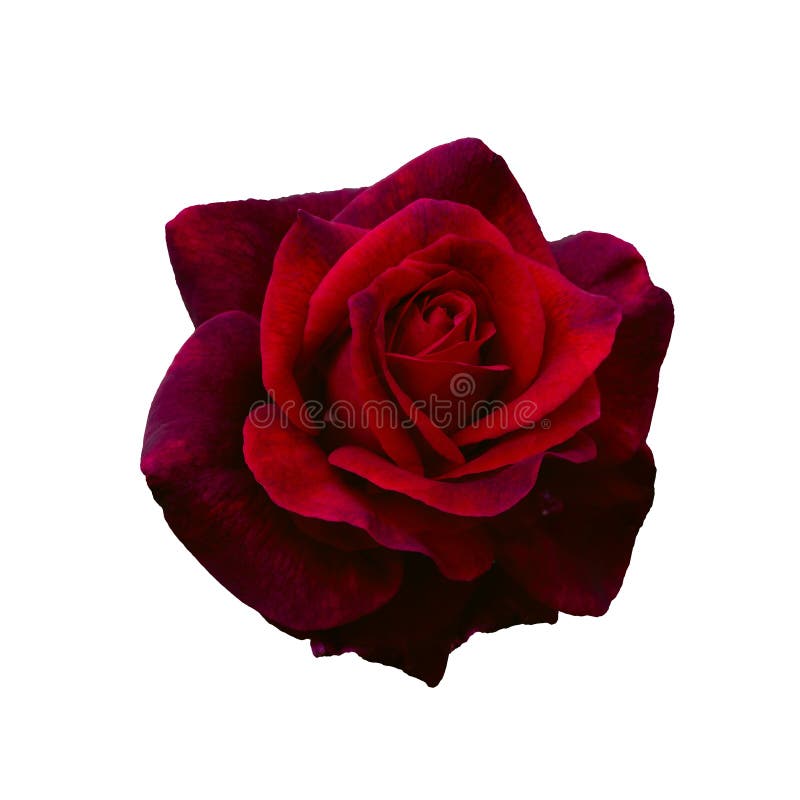Dark burgundy rose stock photo. Image of nature, closeup - 96177132