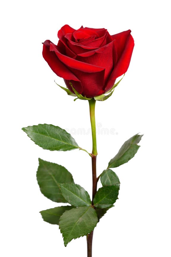 Dark red rose stock photo. Image of dark, nature, rose - 43642114
