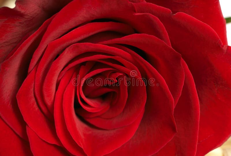 Dark Red Rose Macro Picture. Image: 8205825