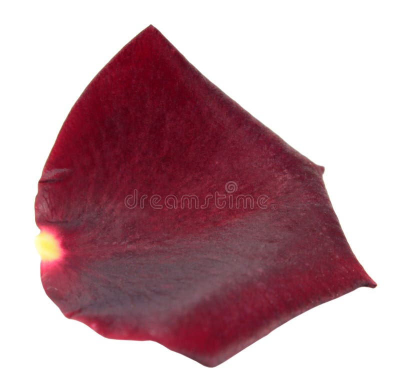 Set of Red Rose Petals Isolated on White Stock Image - Image of ...