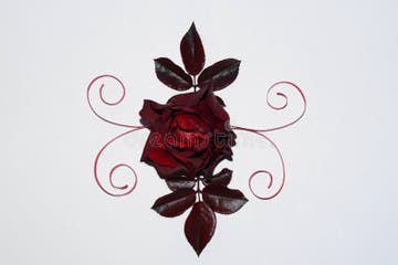 Dark red rose stock photo. Image of flower, hobby, flourished - 80042770