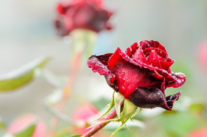 Dark Red Rose with Rain Drops Stock Photo - Image of nature, garden ...