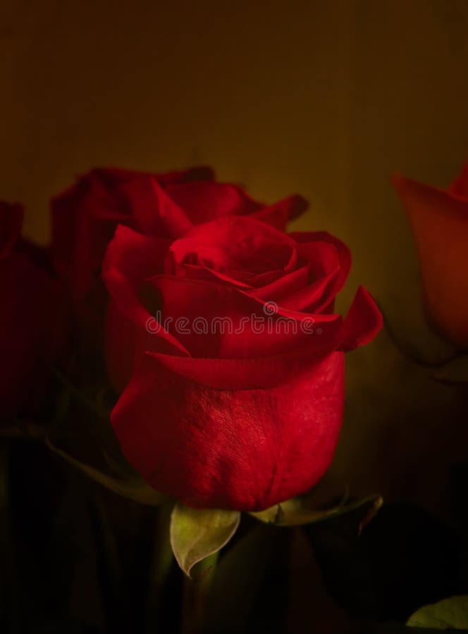 Dark Red Rose in Retro Style Stock Image - Image of flower, bouquet ...