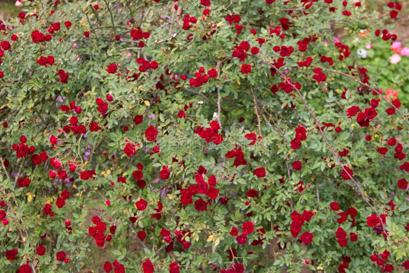 Dark red rose rose stock photo. Image of passion, rose - 85320704