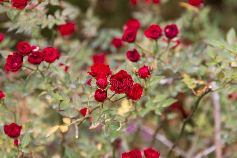 Dark red rose rose stock image. Image of celebration - 85320781