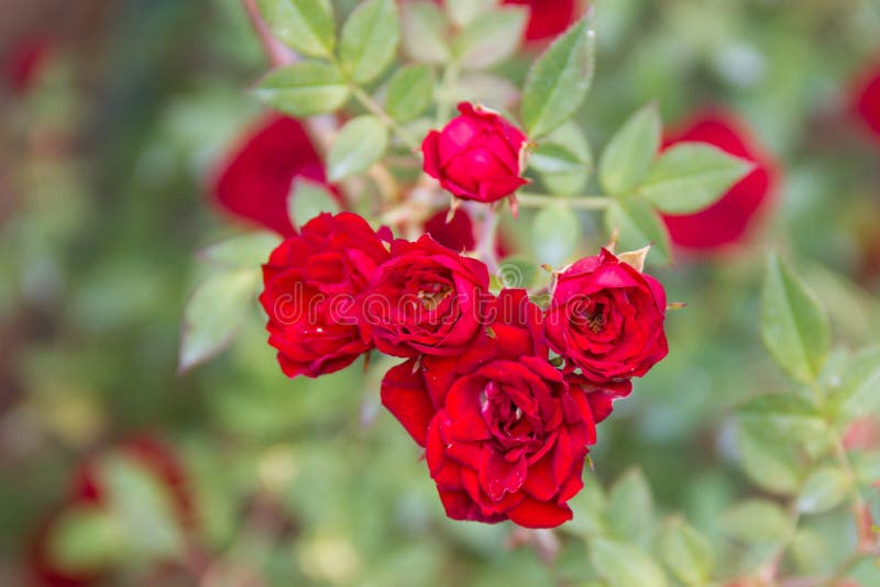 Dark red rose rose stock photo. Image of anniversary - 85331278