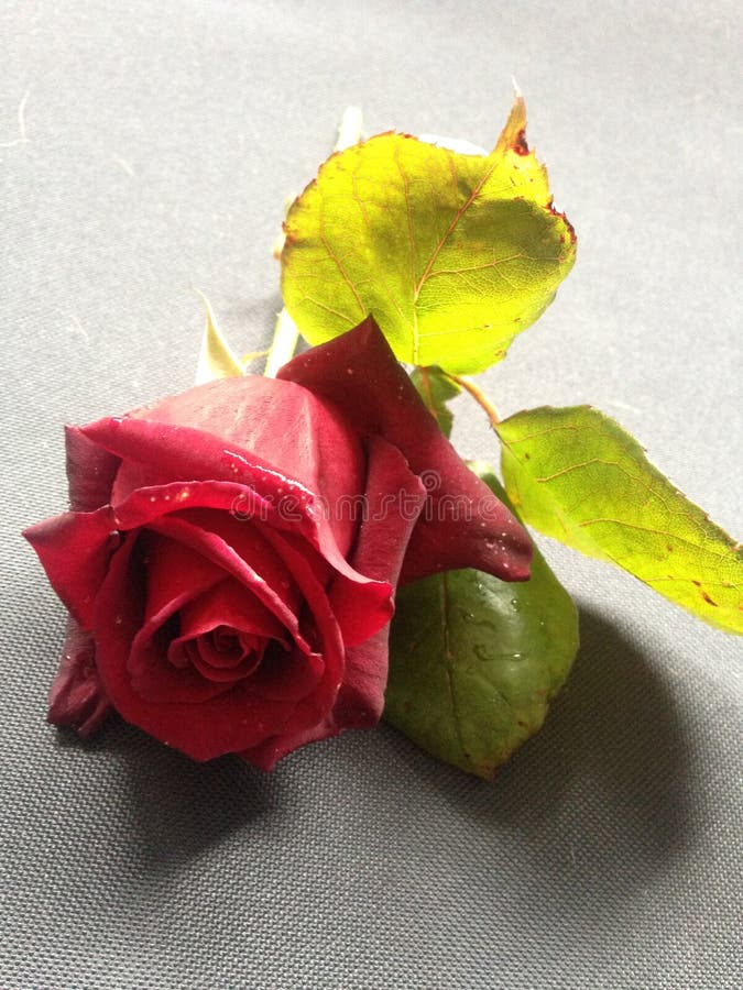 Dark Red Rose with Sun through Leaves Stock Photo - Image of still ...