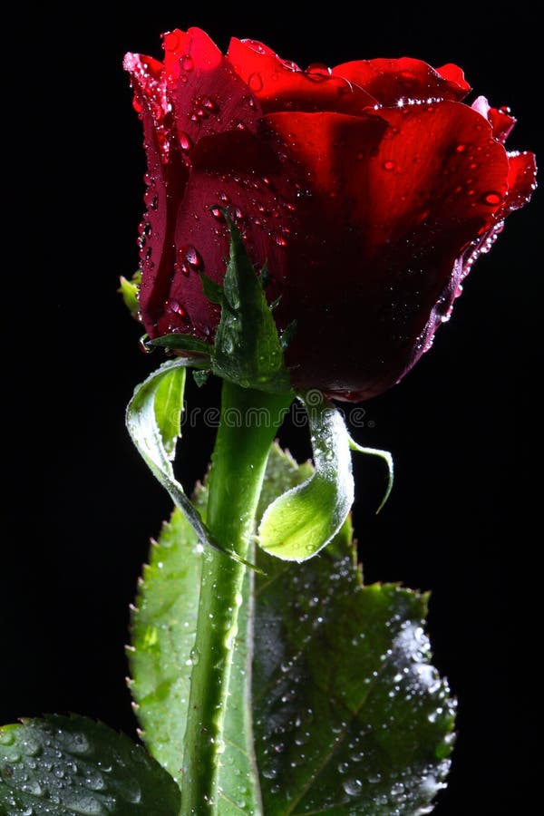Dark Red Rose With Water Droplets. Stock Photo - Image of occasion ...