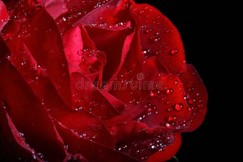 Dark Red Rose with Water Droplets. Stock Image - Image of open ...
