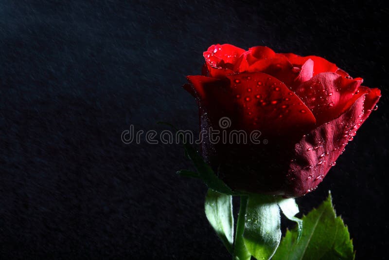 Dark Red Rose with Water Droplets. Stock Image - Image of dark ...