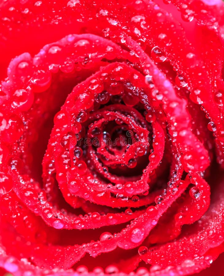 Dark Red Rose with Water Droplets Stock Image - Image of occasion ...
