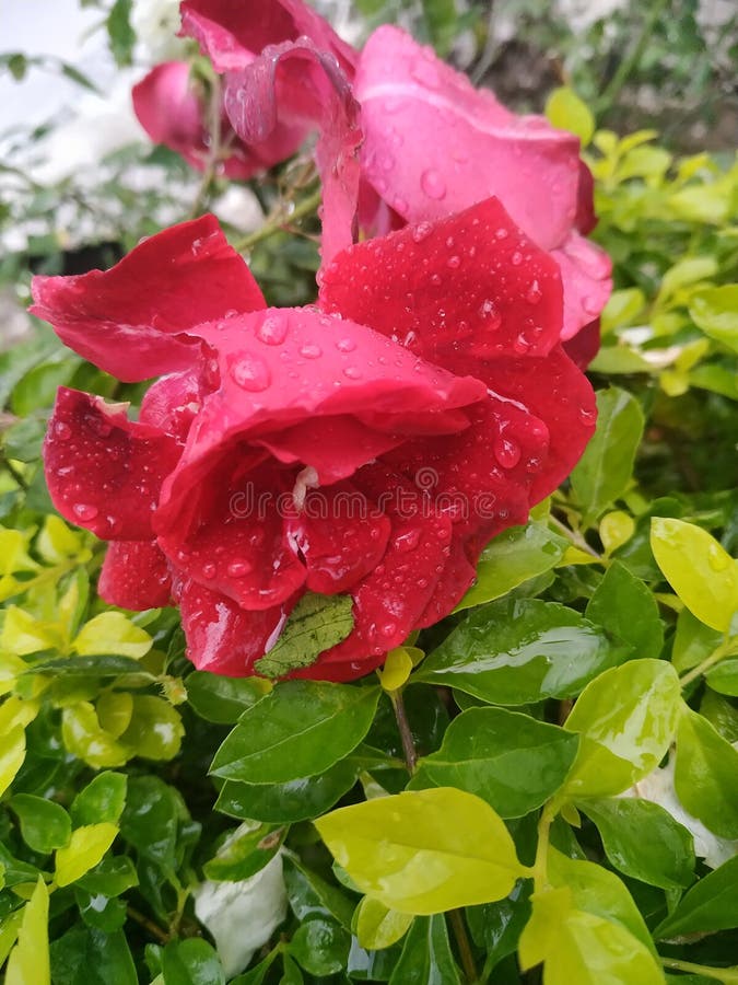 Dark Red Rose Water Drops Slurry Look Stock Photo - Image of drops ...