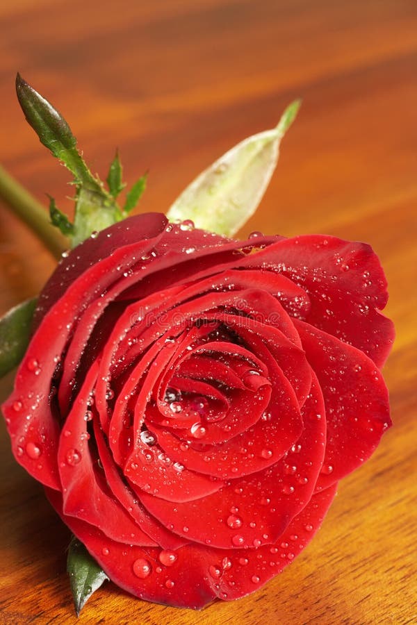 Dark Red Rose With Water Drops Picture. Image: 5508865