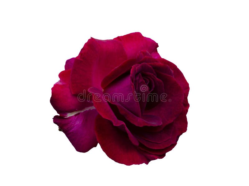Dark Red Rose is on White Background Stock Photo - Image of valentines ...
