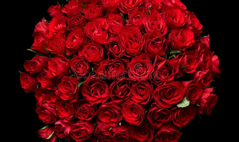 Dark red roses background stock photo. Image of feeling - 250209476