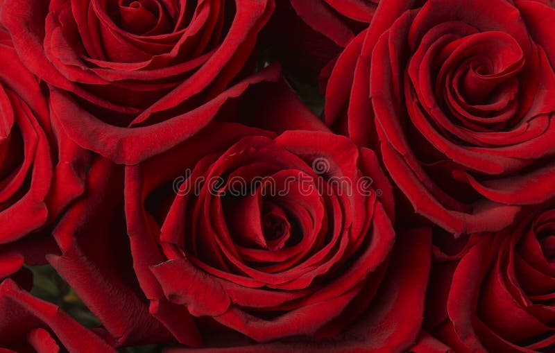 Dark red roses stock photo. Image of dark, background - 192329964