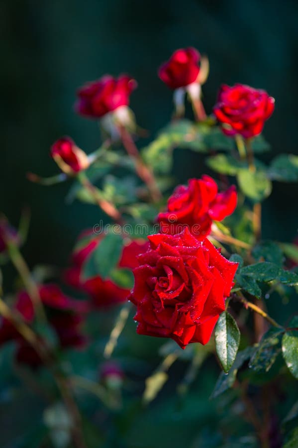Dark Red Roses, Close Up View on Top Stock Photo - Image of color, love ...