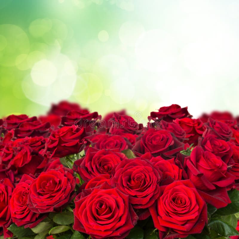 Dark red roses in garden stock image. Image of nature - 43981861
