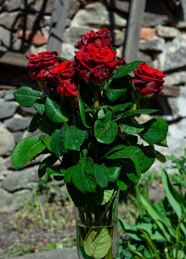 Dark Red Roses with Water Drops Outdoors Stock Image - Image of passion ...