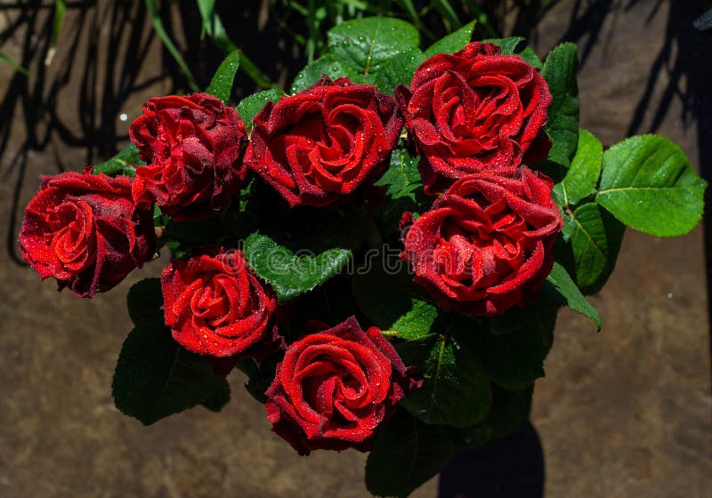 Dark Red Roses with Water Drops Outdoors Stock Image - Image of ...