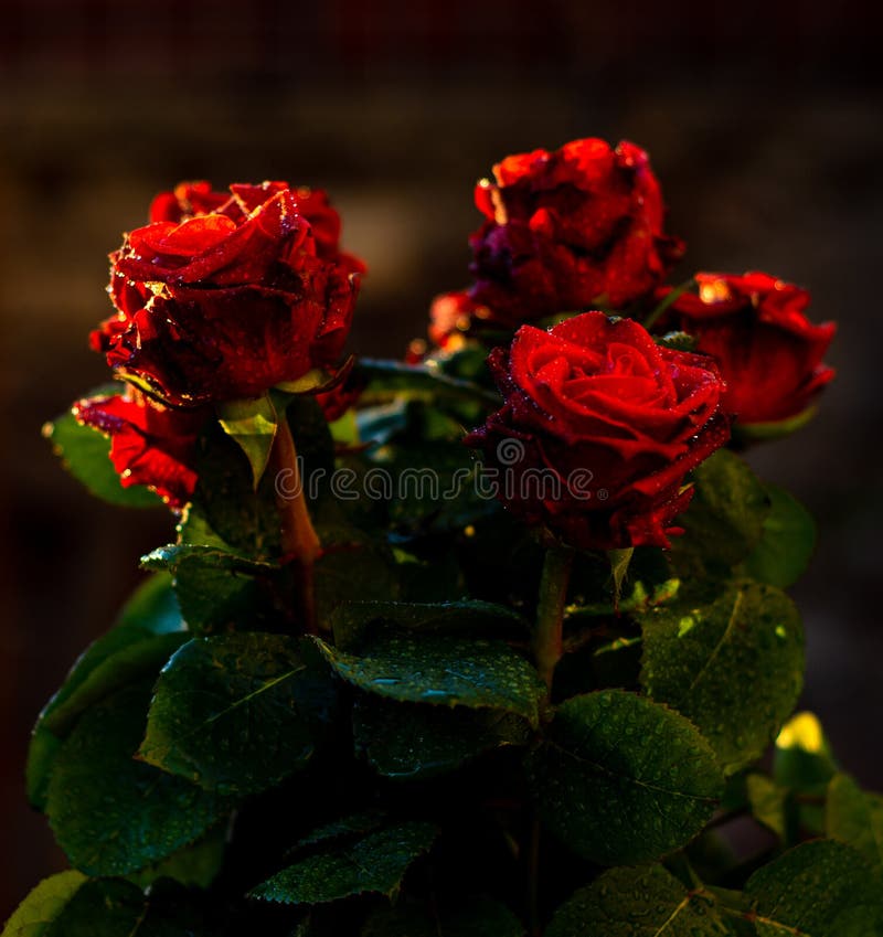Dark Red Roses with Water Drops Outdoors Stock Photo - Image of ...